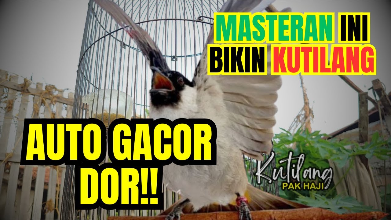 kutilang garuda gacor - suara kutilang gacor isian - suara kutilang ...
