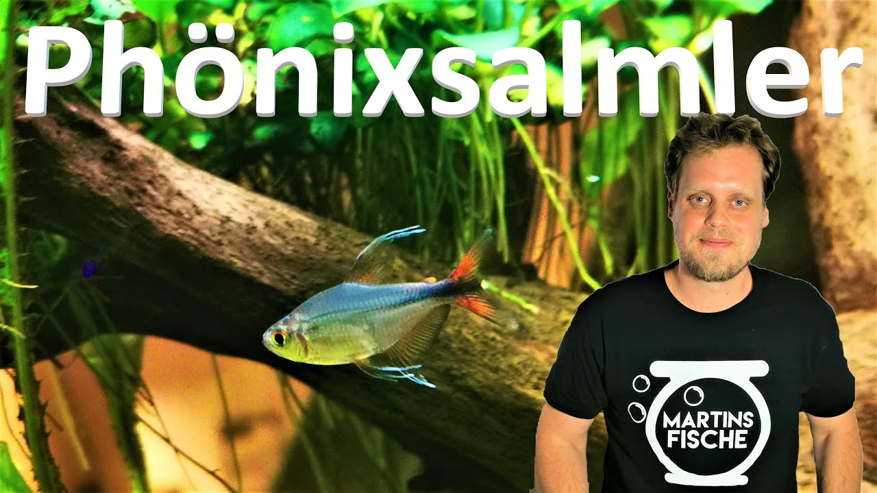 Neue Fische im Wohnzimmeraquarium! PHÖNIXSALMLER - Hemigrammus ...