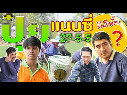 ทดลองใช้ 27-5-5 แนนซี่ ข้าวแตกกอดี ใบเขียวตั้ง เขียวทน เขียวนาน #นาดีดีดอทคอม #ชาวนา #เกษตรกร