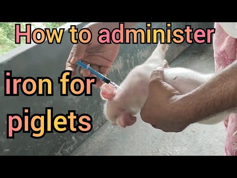 How to administer iron for piglets । feritas injection - YouTube