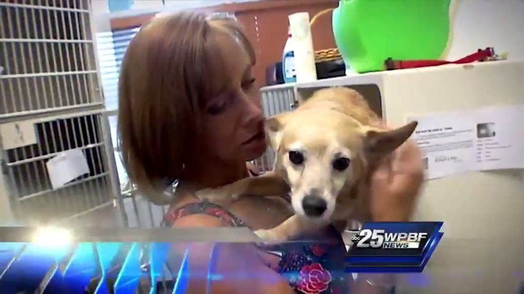 Tuesday at 11: Dog breed answers and the perfect-fitting bra - YouTube