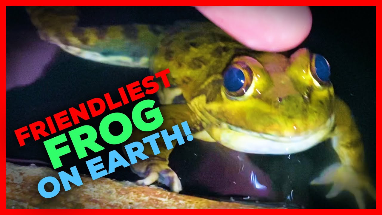 Meet PADDA! The Friendly Frog! 🐸 - YouTube