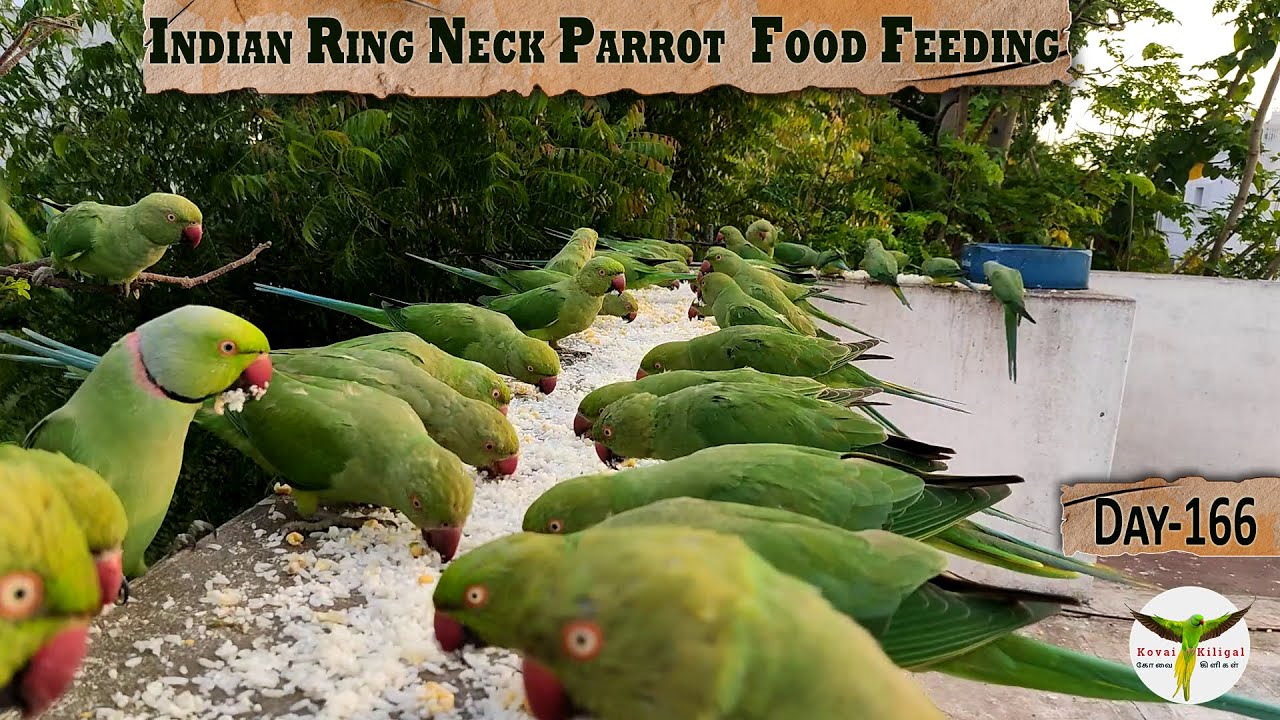 Indian Ring Neck Parrot Food Feeding Day 166 / Indian Ringneck Parakeet ...