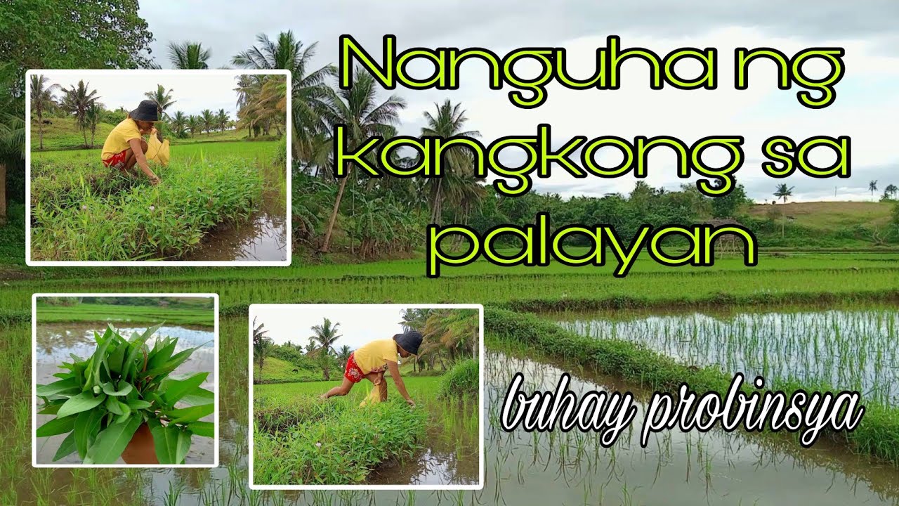 Nanguha ng Native Kangkong sa Palayan | Picking native water spinach in ...