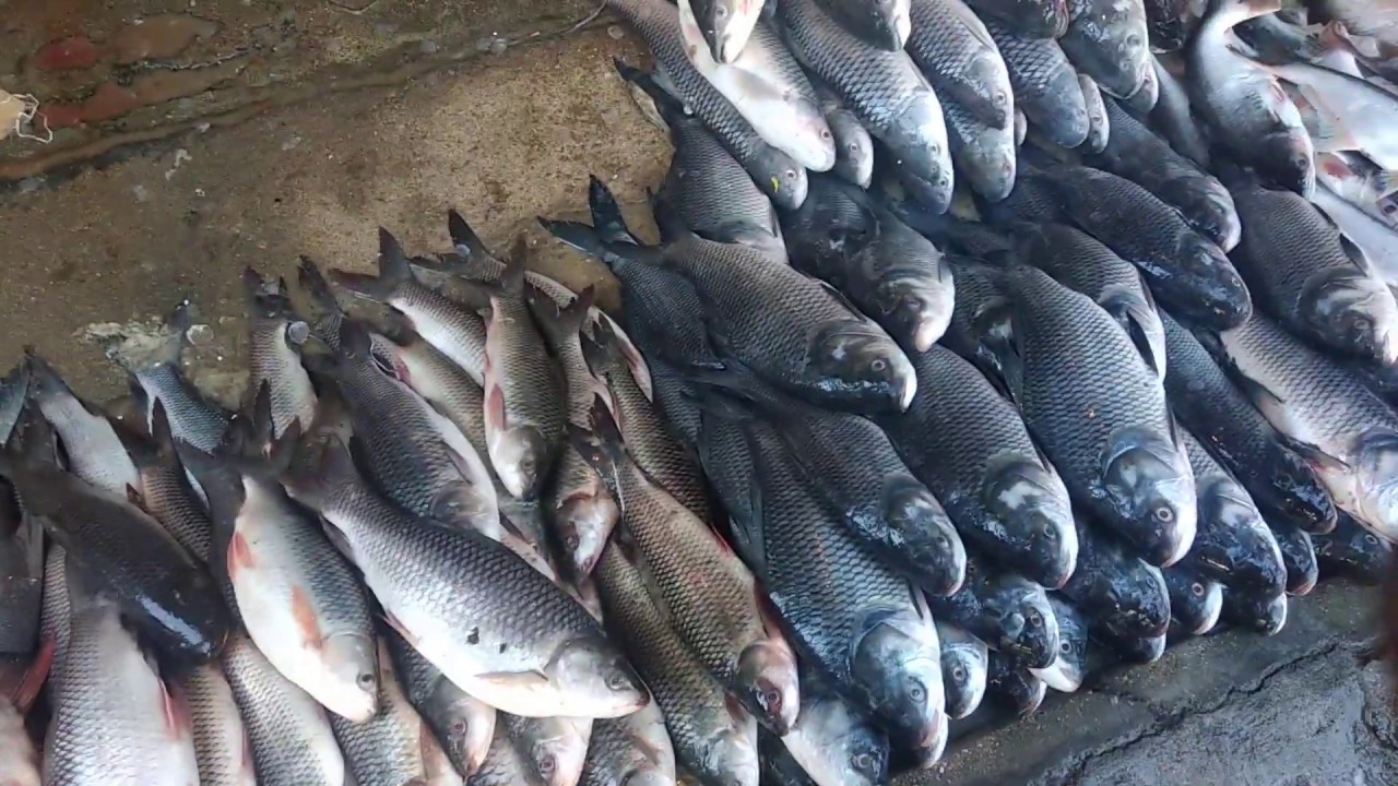 #DnanichannelTelugu Types of fishes //in//telugu in Market - YouTube