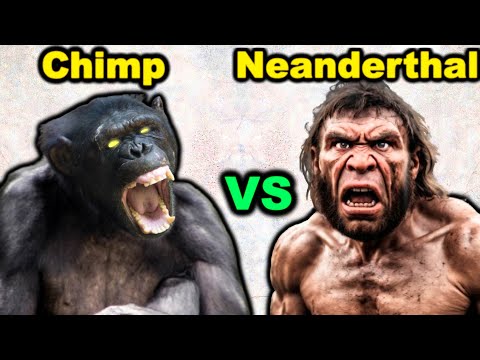 CHIMPANZEE vs NEANDERTHAL-Who Would Win in a Fight?