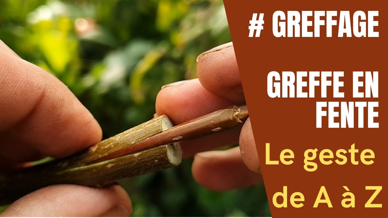 Greffe arbre fruitier : Greffe en fente (teaser) - YouTube
