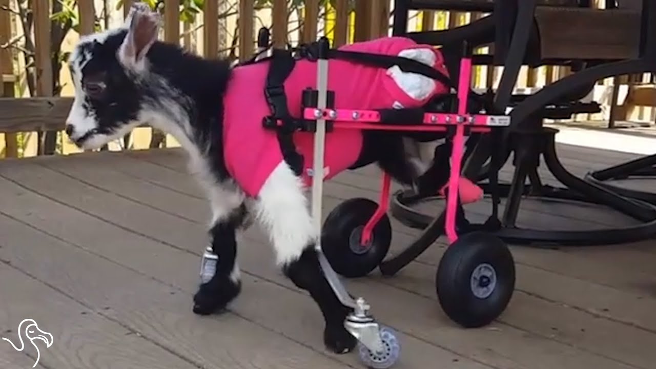 Goat Lost Her Legs, So Her Family Got Her A Pink Wheelchair - YouTube