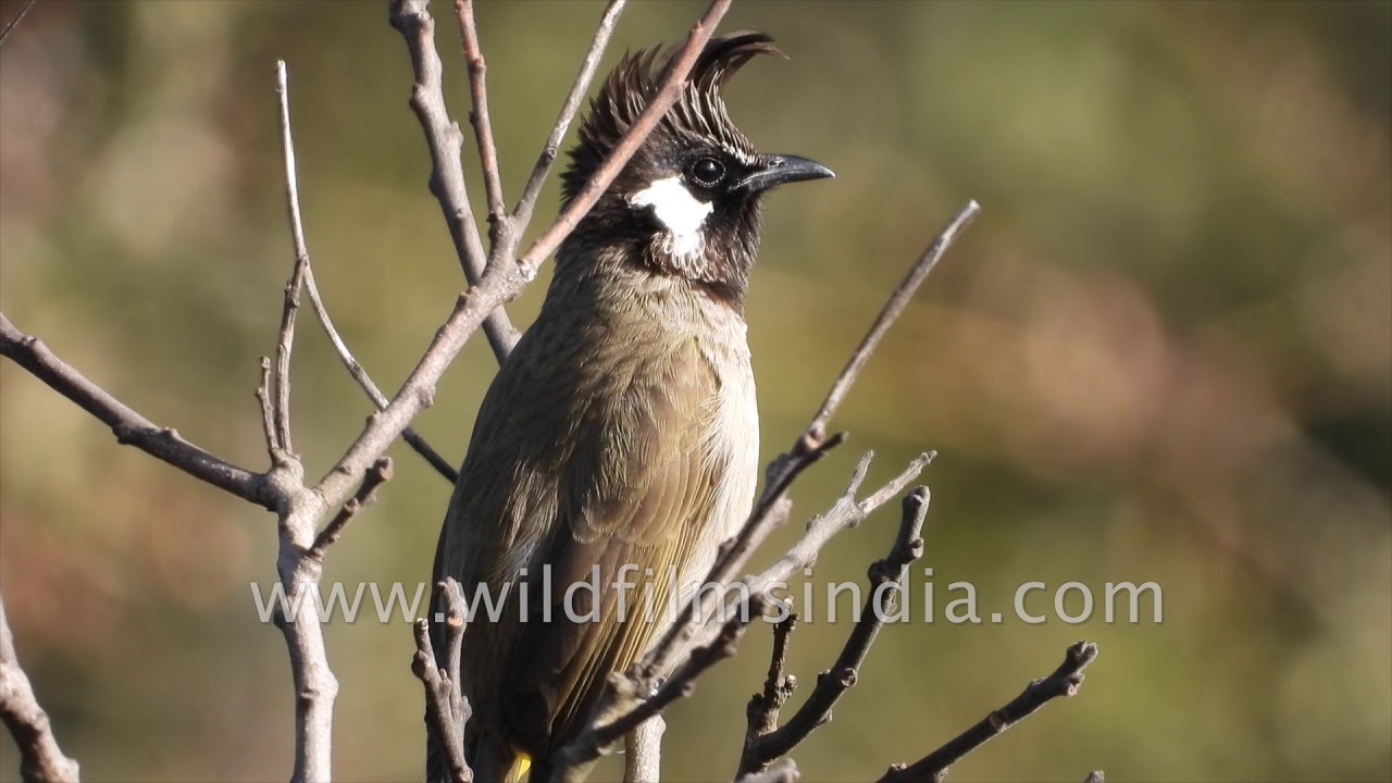 Himalayan White-cheeked Bulbul up close and personal - YouTube