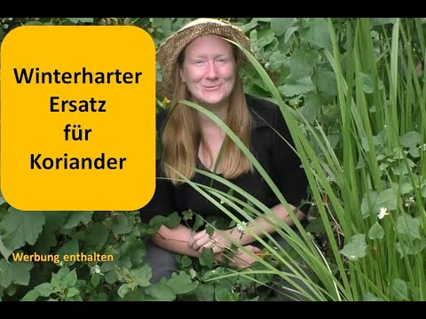 Selbstversorger Garten: VapCa Kraut mit Koriandergeschmack, Koriander Ersatz, #Houttuynia cordata