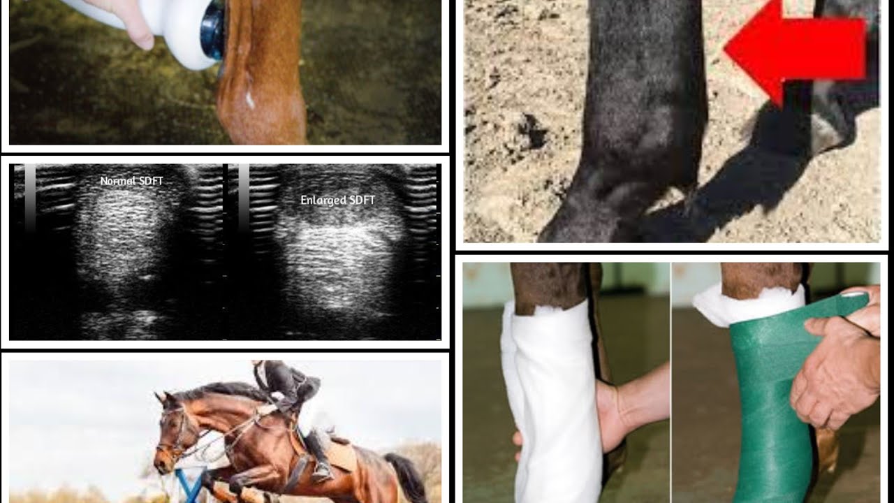 BOWED TENDON / TENDINITIS IN HORSES - YouTube