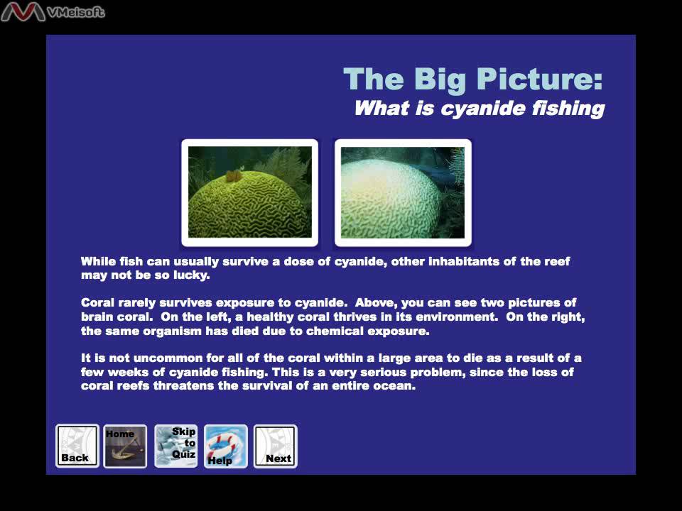 Cyanide Fishing - YouTube