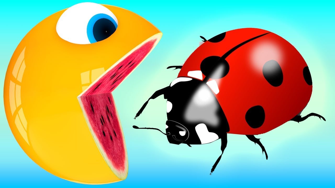 Pacman meets a Red Ladybug Pacman Watermelon rolling on farm as he find ...