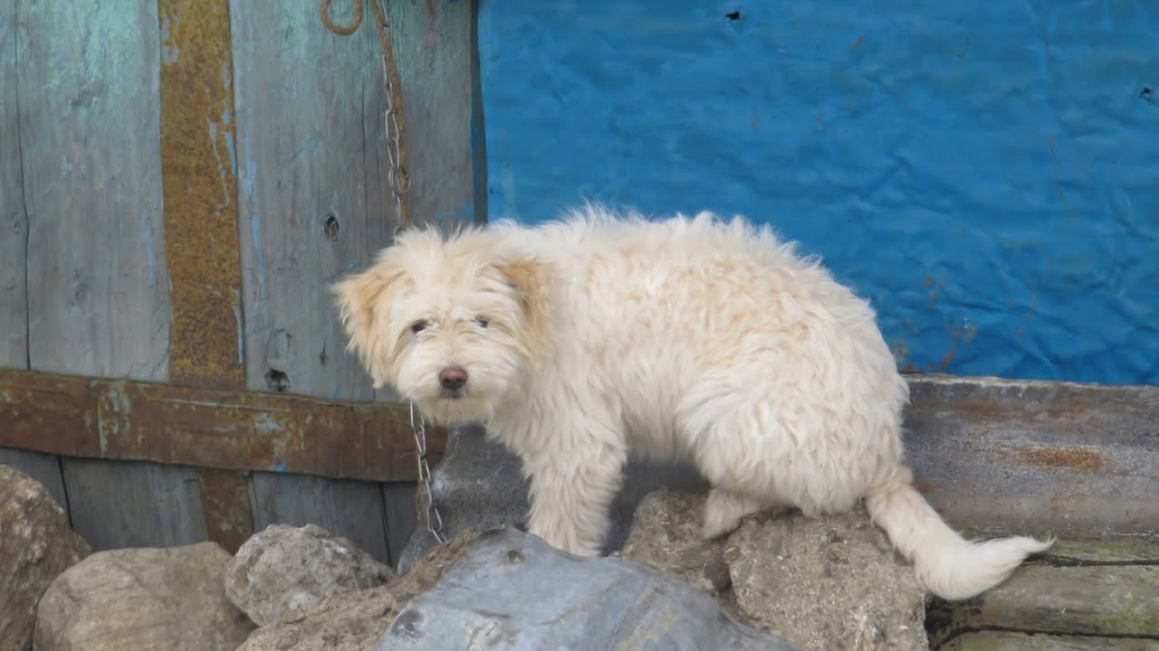 Gnathang Gaden Choeling Gumpa || Gnathang Buddhist Monastery !! - YouTube