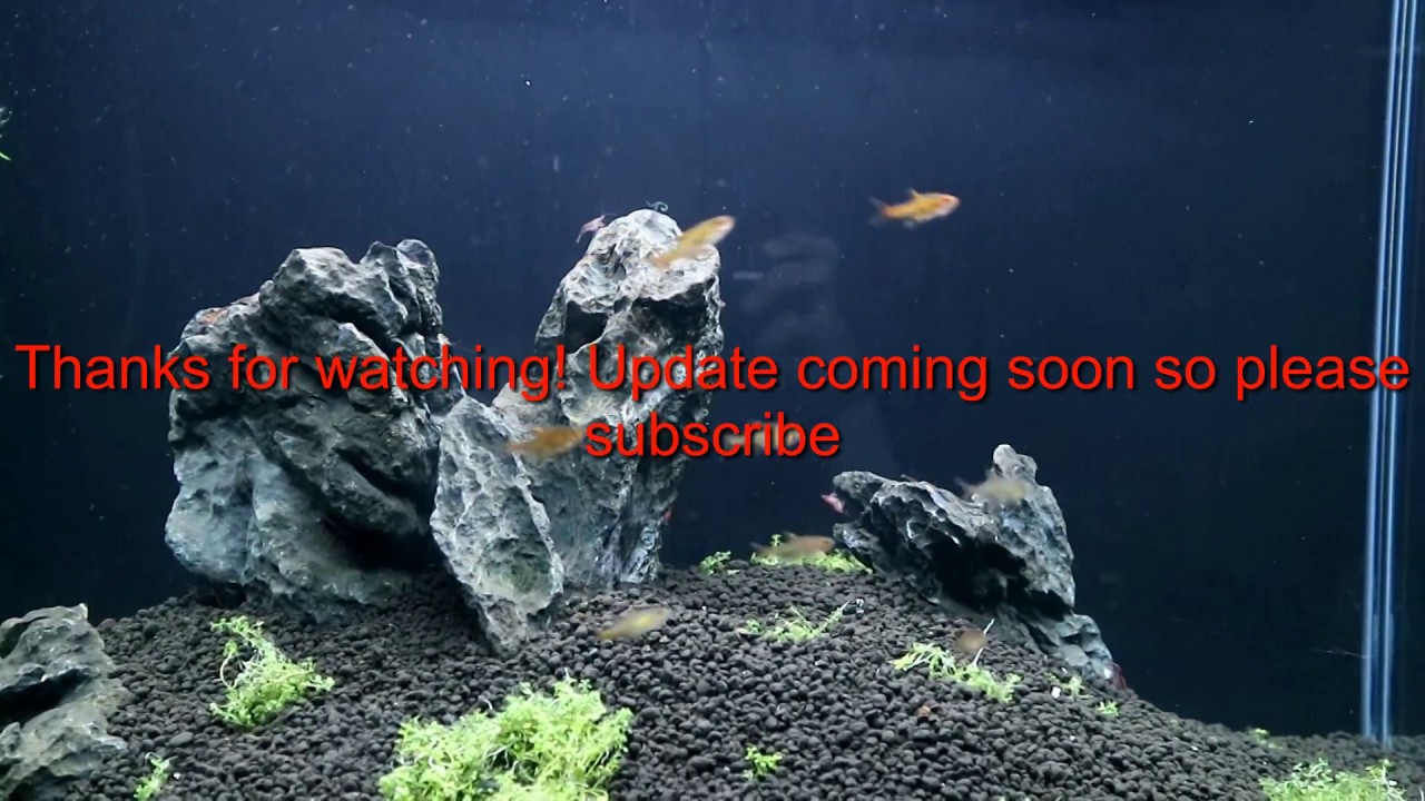 Iwagami aquascape - YouTube