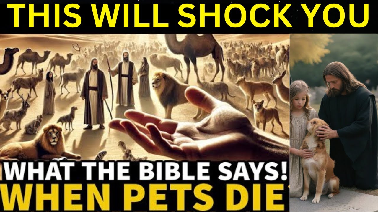 What happens when pets die? Do Pets Have Souls? What the Bible says ...