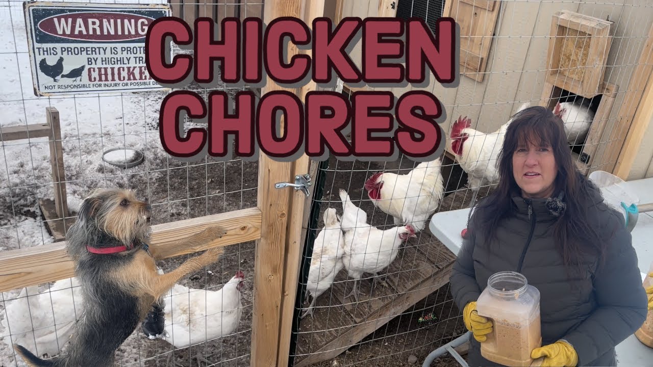 CHICKEN CHORES - Castle Farms Homestead - YouTube