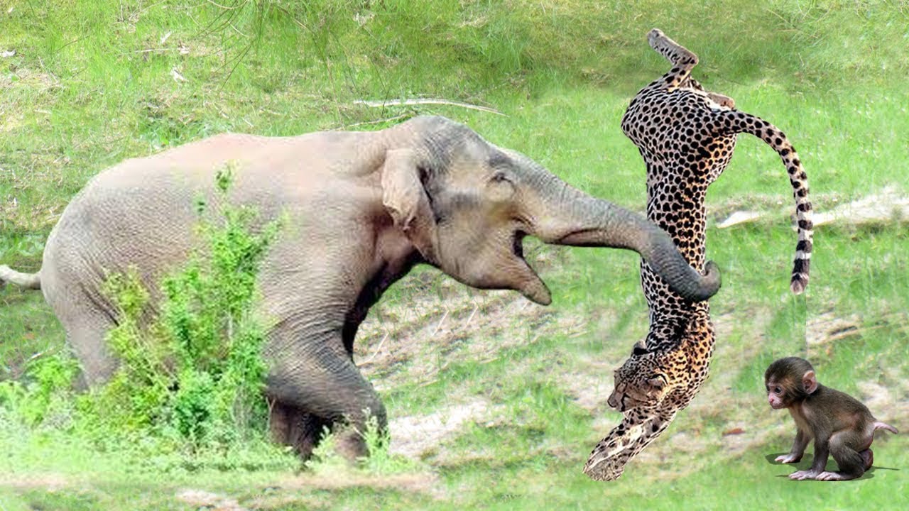 Amazing !! bull Elephant saving Baby Monkey from the Leopard. - YouTube