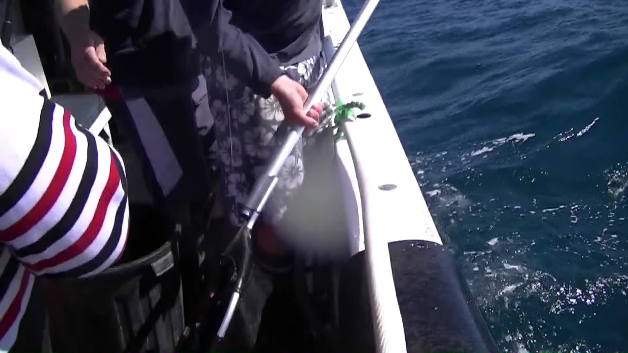 Pickles Bluefin Tuna off Wedge Island with SA Fishing Adventures - YouTube