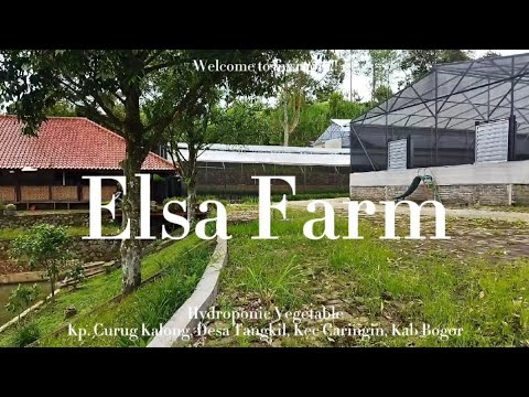 Suasana Baru Kebun Hydroponic Elsa Farm, Kp Curug Kalong, Desa Tangkil ...