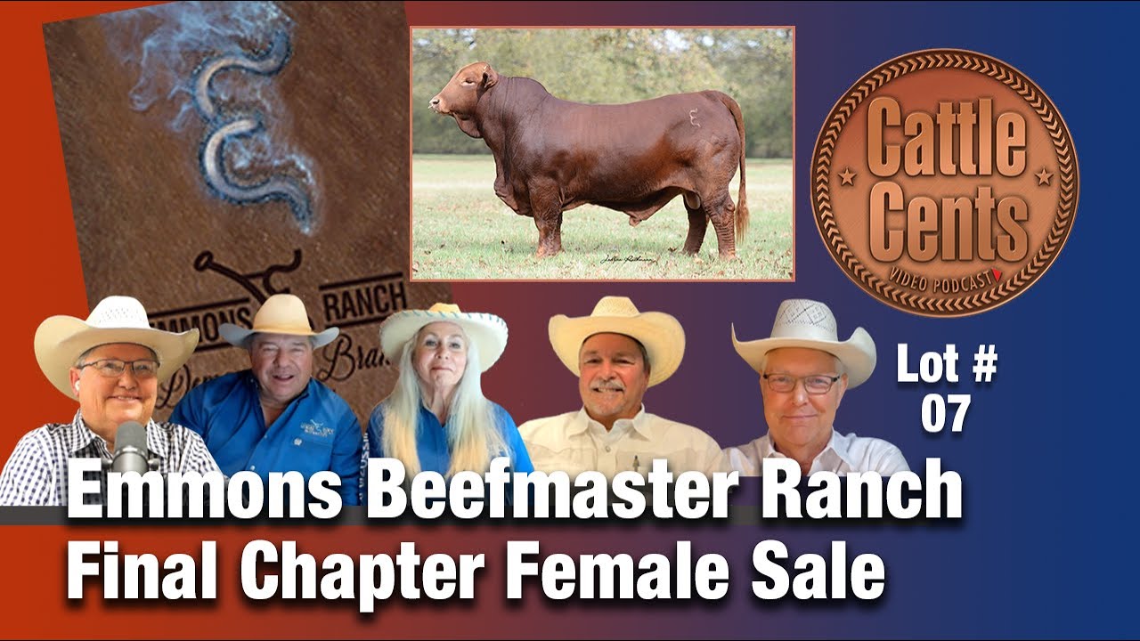 Emmons Beefmaster Ranch - Final Chapter Female Production Sale - YouTube