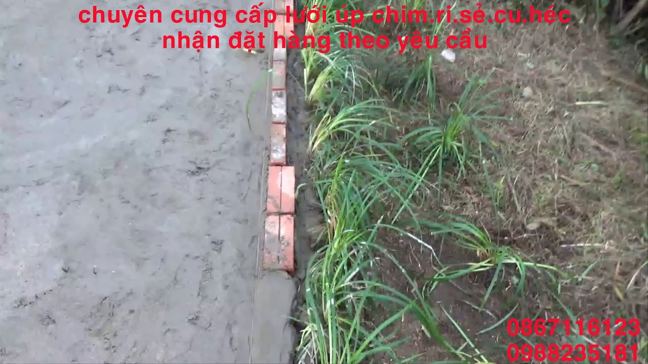 bãi chim ri khủng nhất có một 0 hai ở tuyên quang.hướng dẫn cách chọn ...