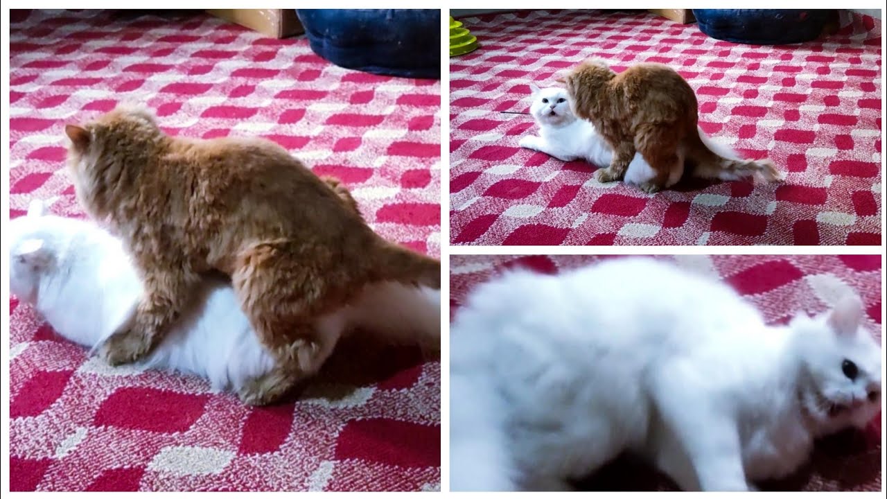 persian cats mating successfully #cat #persiancat #matingseason # ...