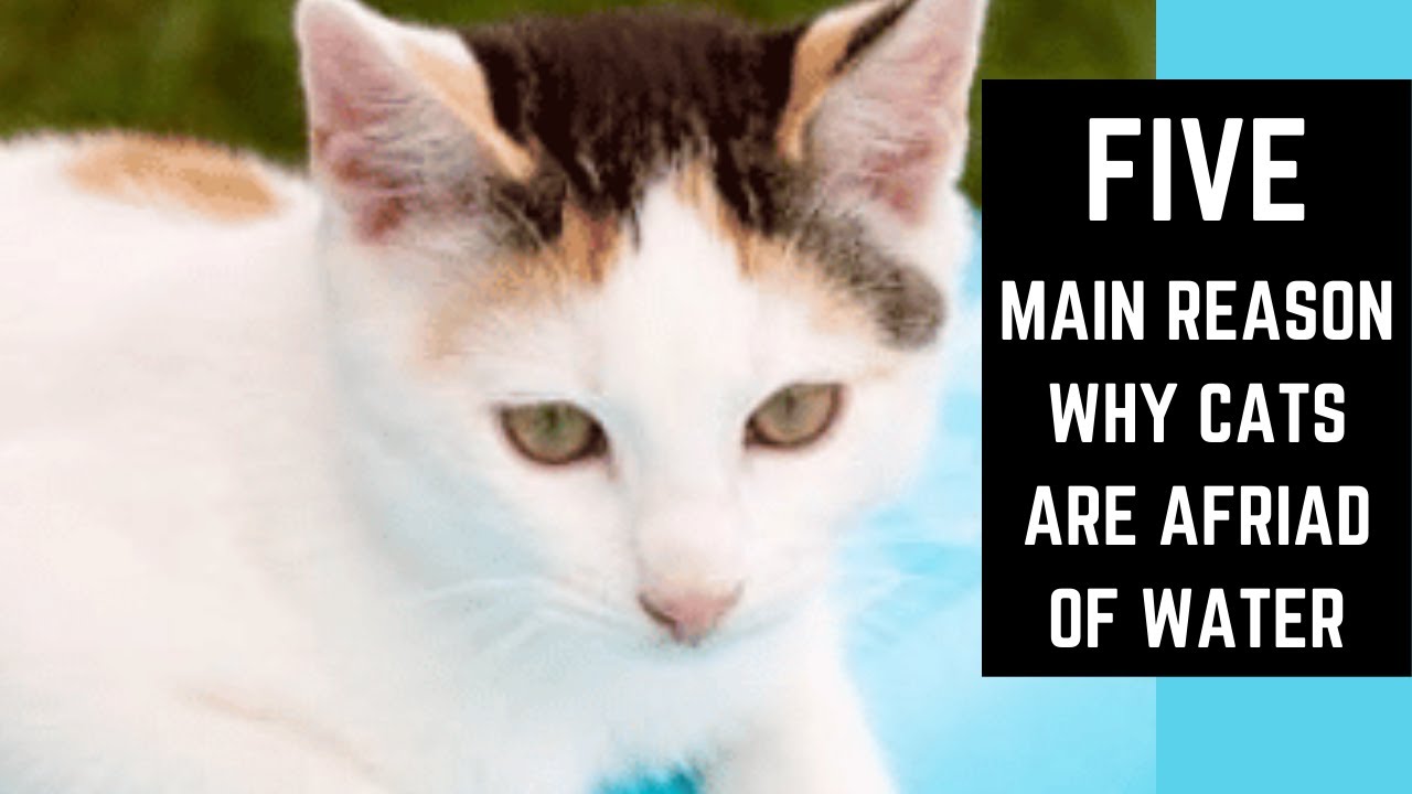 FIVE REASONS WHY CATS GETS SCARED OF WATER - YouTube