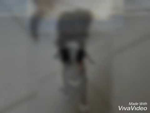 Miss Dior chiot dogue allemand de 3 mois