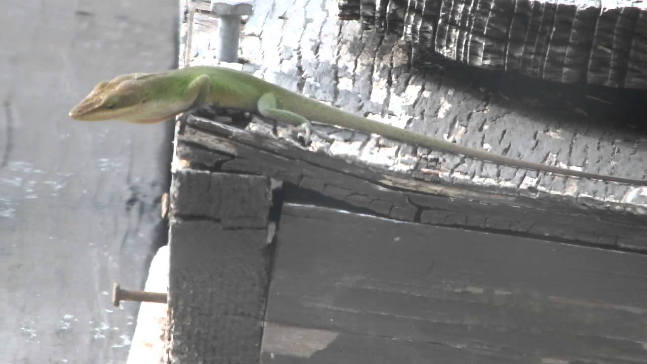Male Green Anole showing his courtship display dewlap Fuji HS25EXR 720p ...