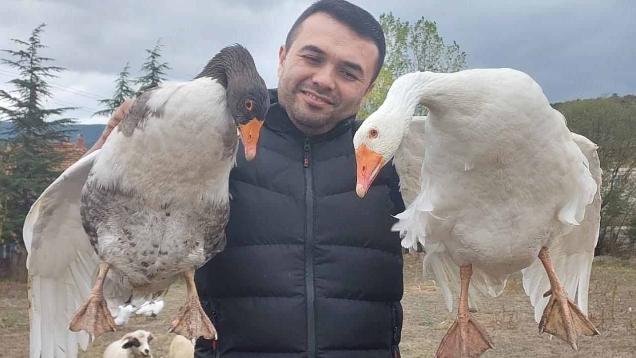 GOOSE RECİPE AND COOKİNG! Fried Goose with Special Sauce! Fabulous ...