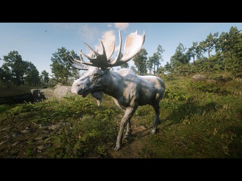 Red Dead Redemption 2 Legendary Moose pelt - YouTube