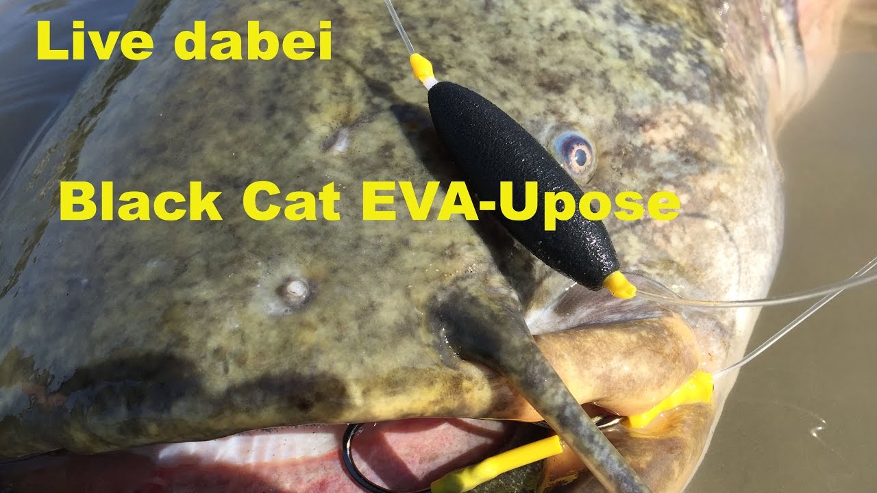 Live dabei: Waller Angeln mit der Neuentwicklung " Black Cat EVA U-Pose" by Stefan Seuß - YouTube