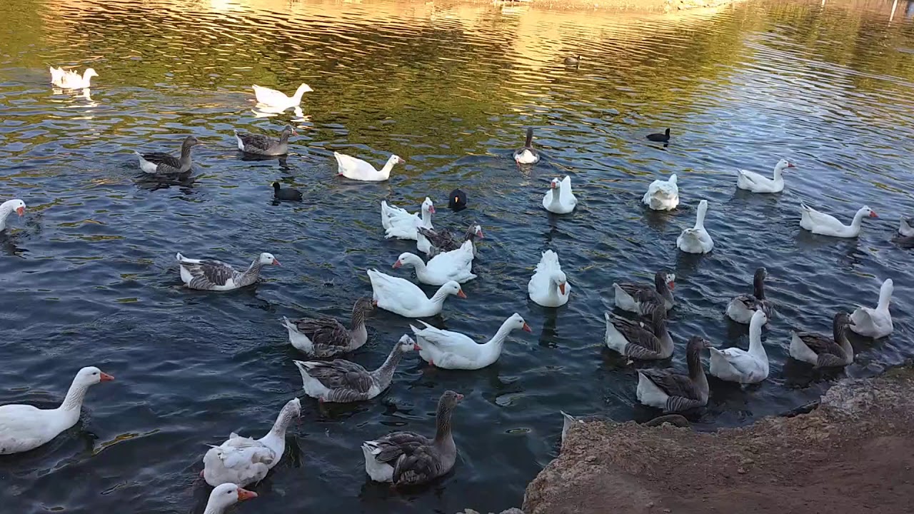 Lago de los Cisnes 2, Necochea Pcia Buenos Aires - YouTube
