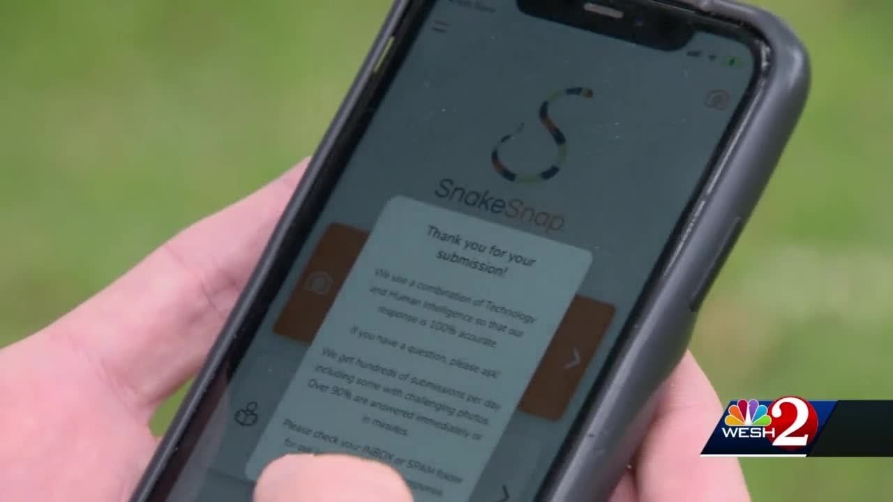 Friend or foe: Snake identification app gives you insight into garden ...