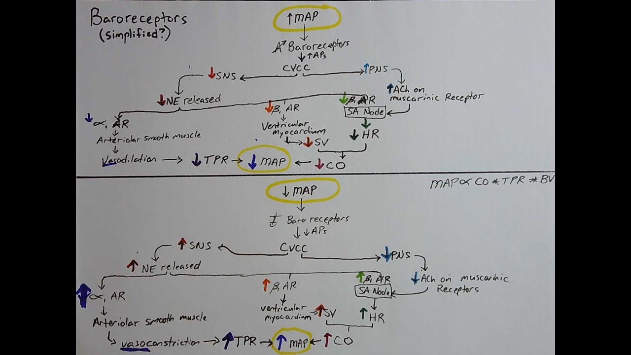 Baroreceptor Reflex (Simplified?) - YouTube