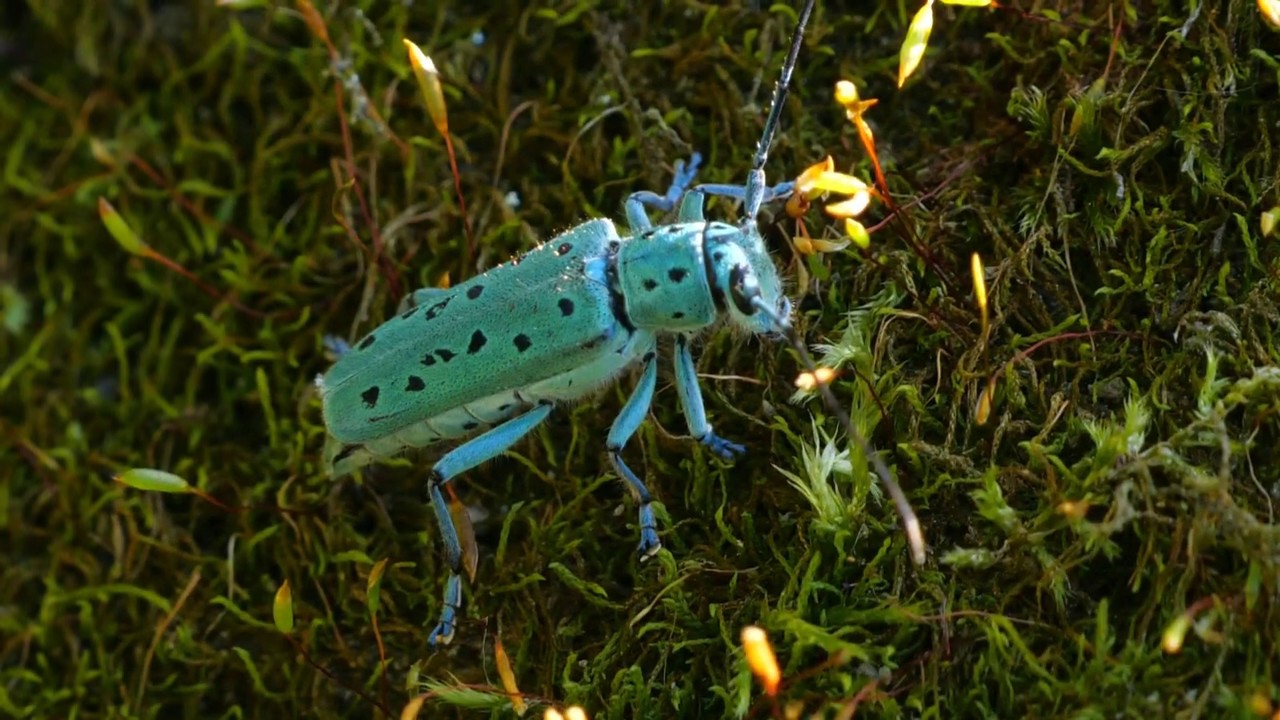 Saperda punctata , Vielpunktierter Pappelbock , Ulmenbockkäfer - YouTube