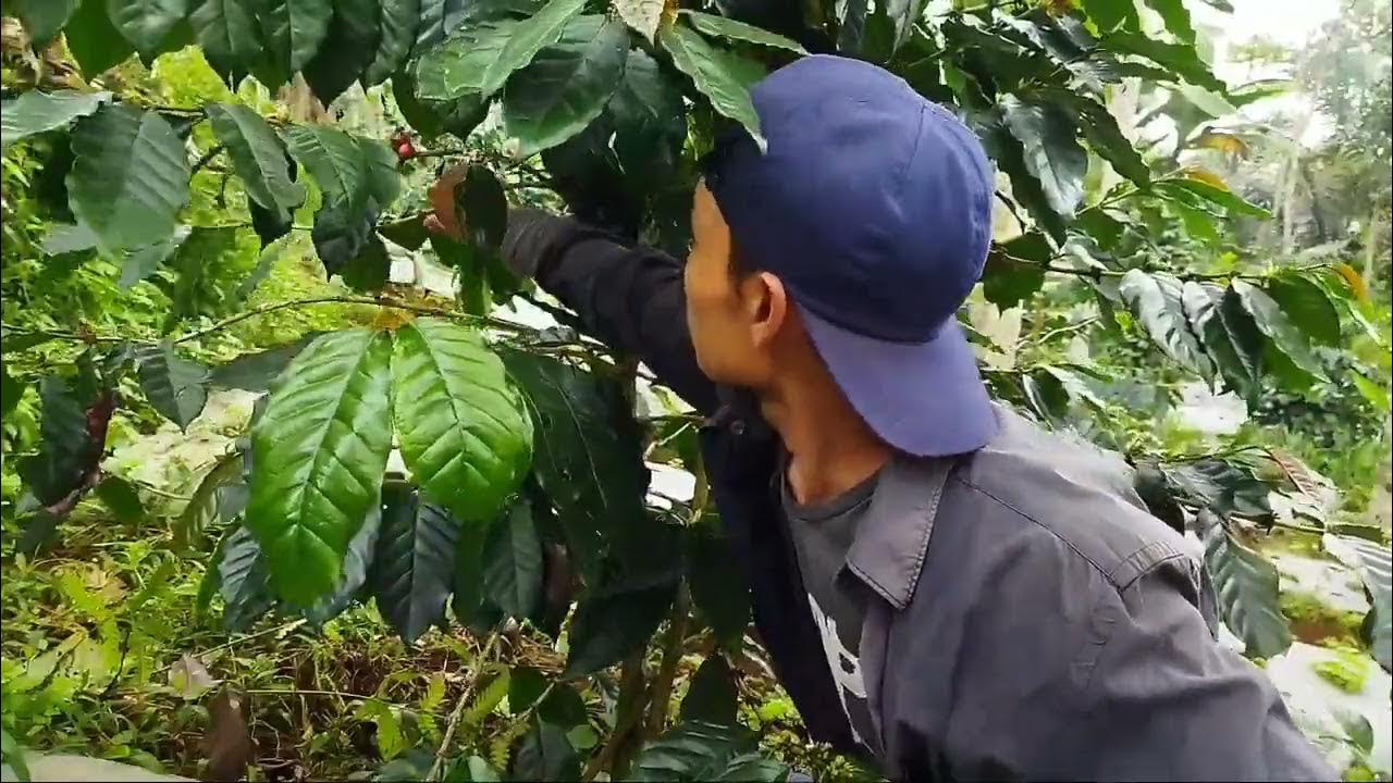 Kehidupan di Desa Panen Buah Kopi Langsung Dijual - YouTube