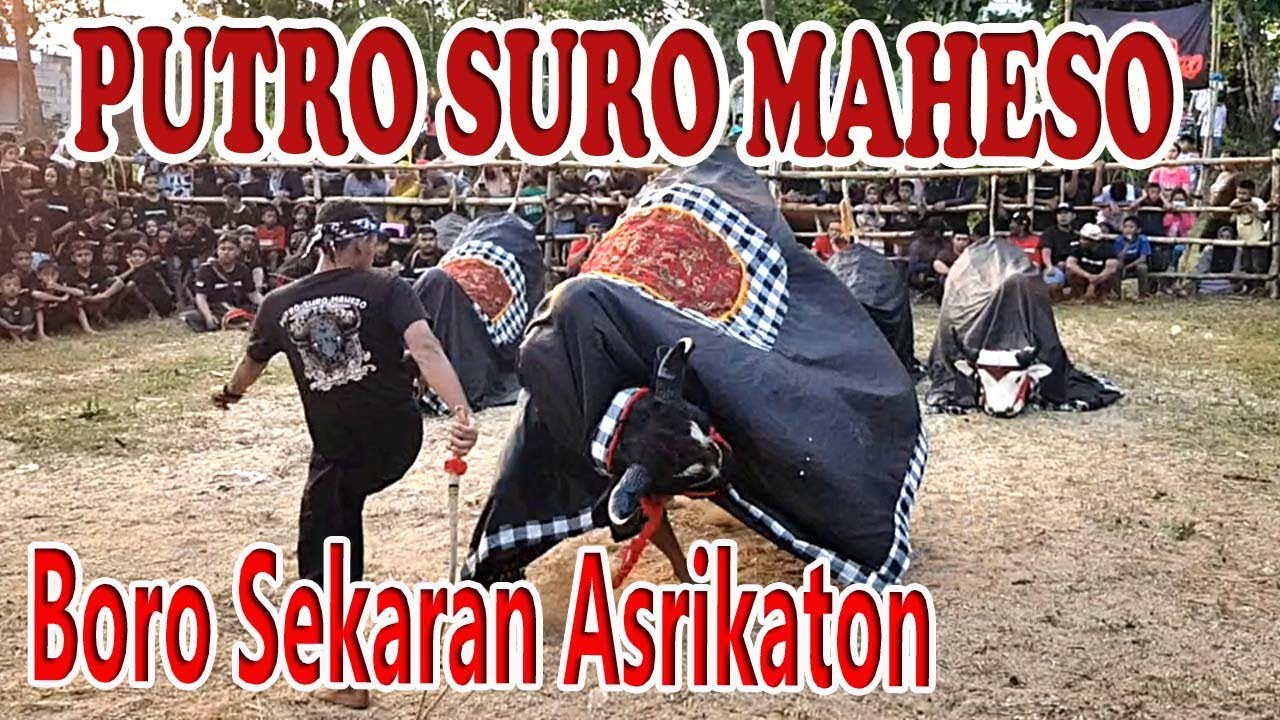 BANTENGAN PUTRO SURO MAHESO KALAP MBEROT LOSS LIVE BORO SEKARAN ASRIKATON PAKIS - YouTube