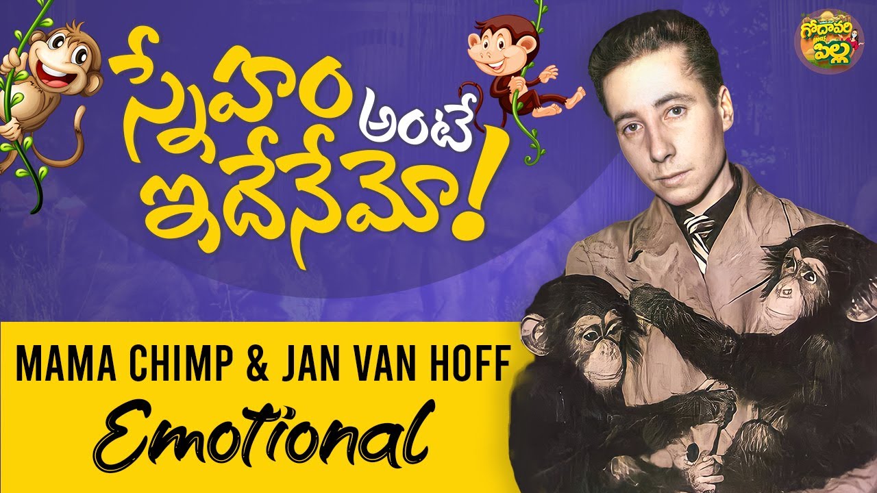 💁Mama Chimp And Jan Van Hoff Emotional | Mama Chimpanzee Dies ...
