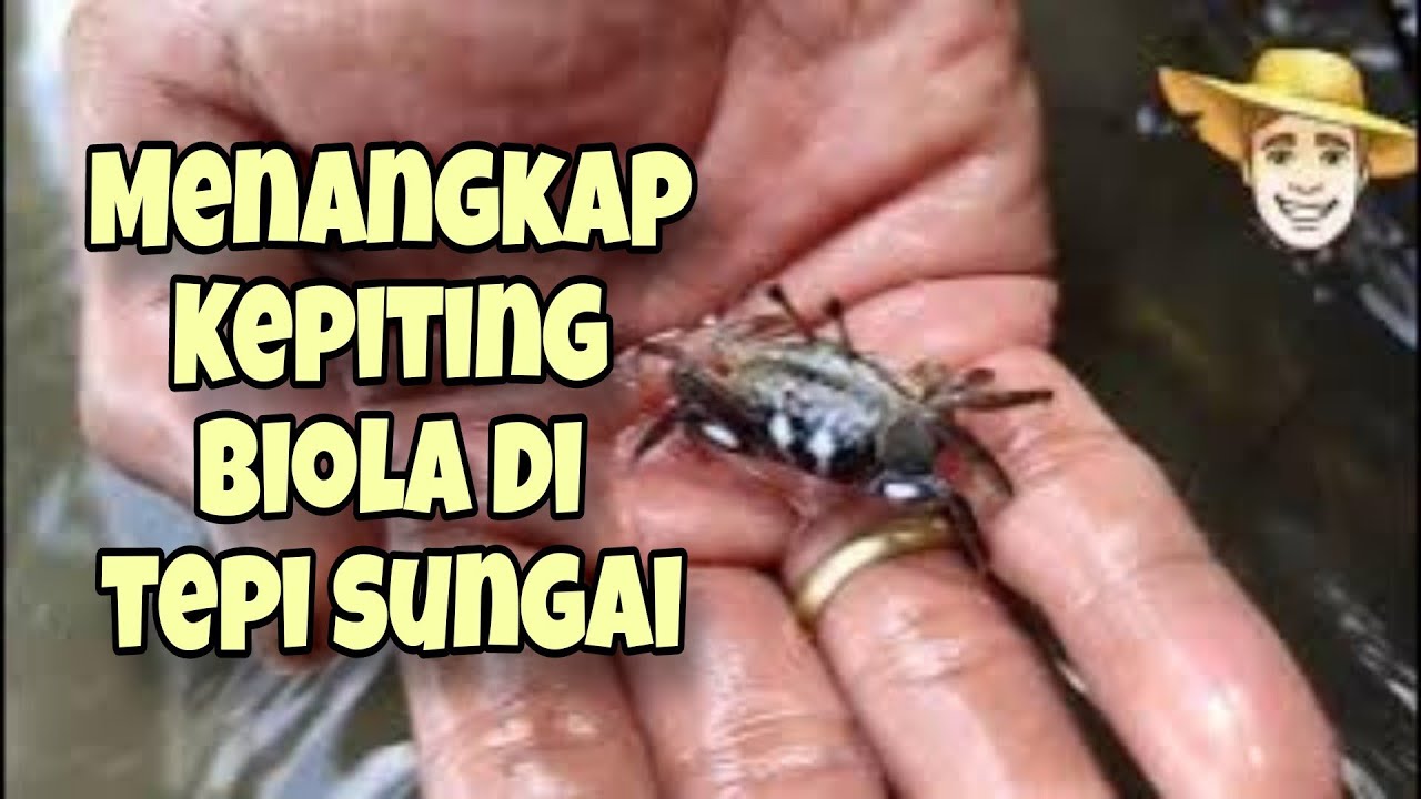 Menangkap Kepiting Biola di Tepi Sungai - YouTube