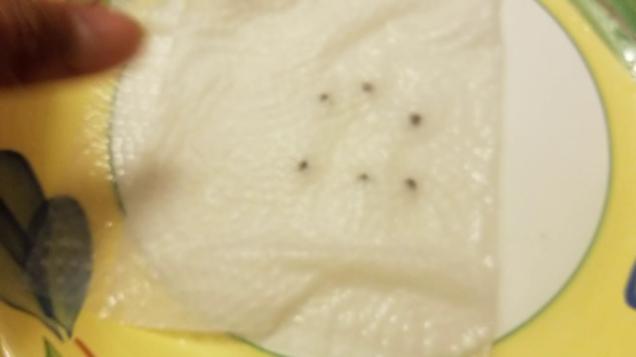 How to Grow Medical Marijuana Seed to Harvest E2.1 - Part 2 of Seed ...