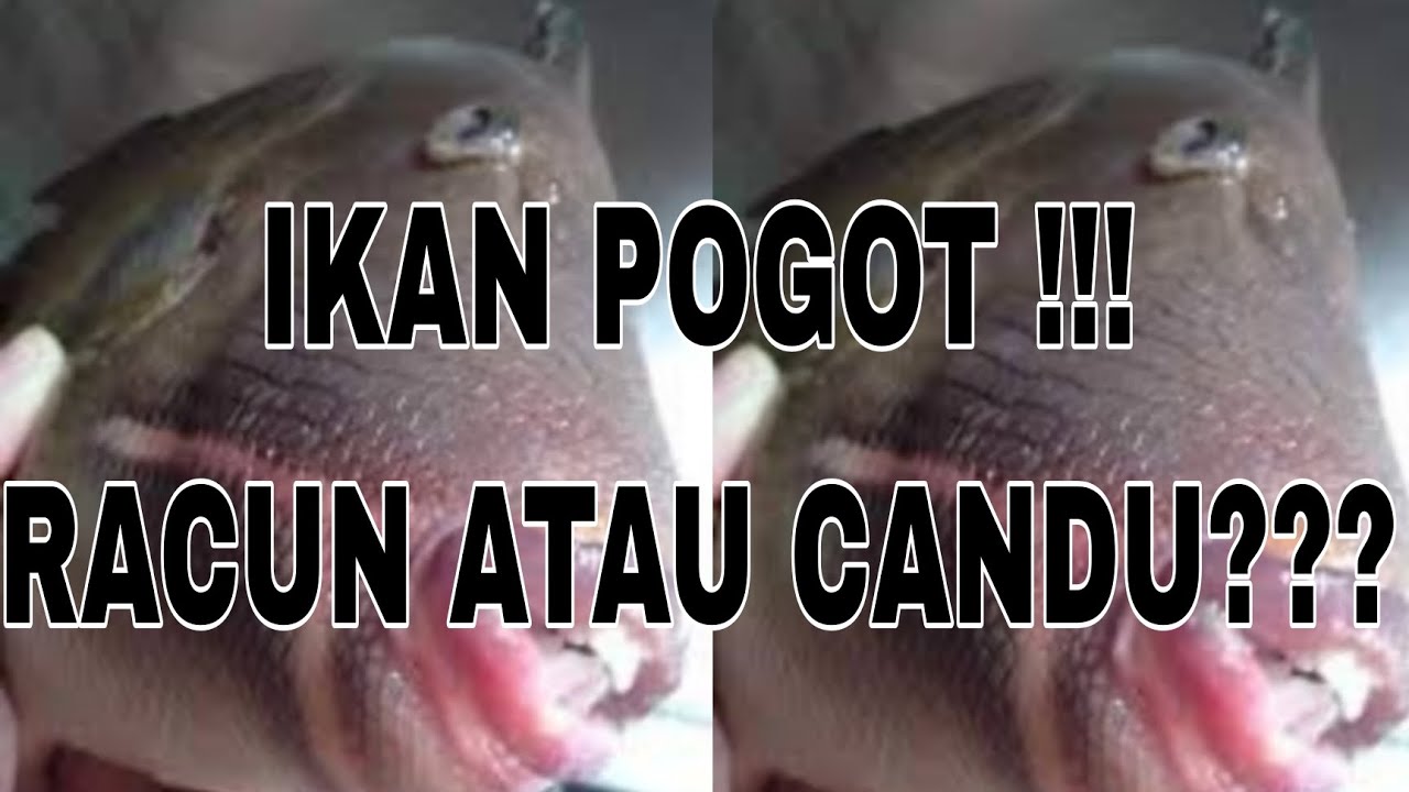 Review Ikan POGOT, banyak orang takut makan padahal lebih enak dari ...