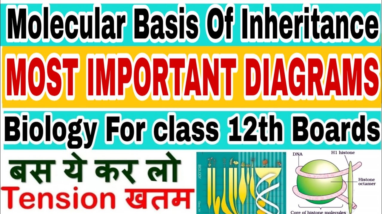 Molecular Basis Of Inheritance Most Important Diagrams for Boards Class ...