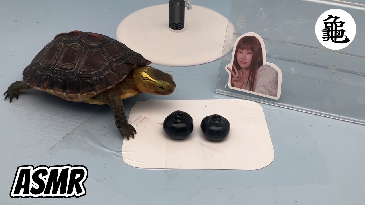ASMR Mukbang Turtle Eating Blueberry (feat. Hyein of NewJeans) 🐢187 ...