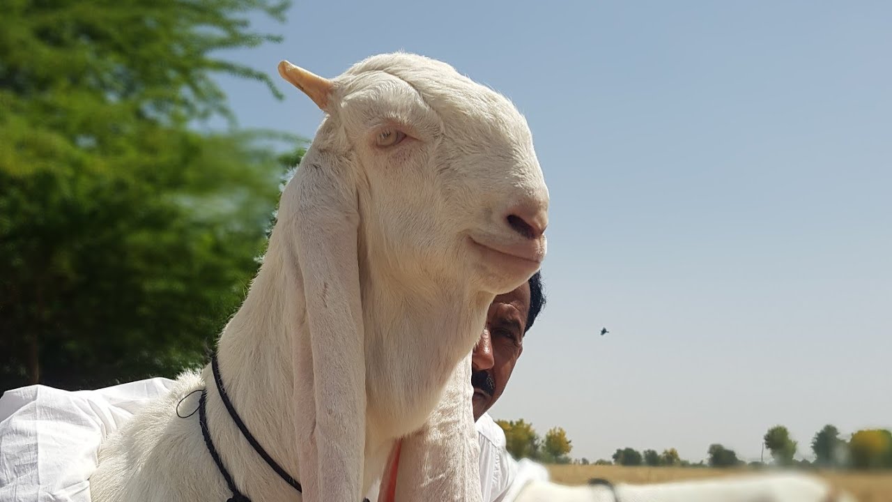 World of Gulabi Goats |Complete Documentary - YouTube
