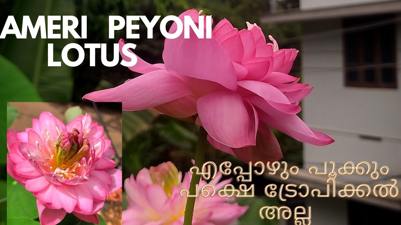 AMERI PEYONI Lotus, താമര ♥️ - YouTube