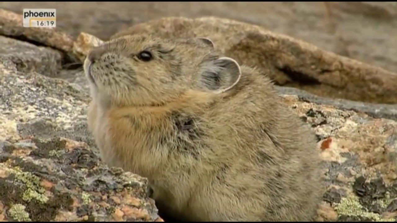 Pfeifhase Pika Quäken - YouTube