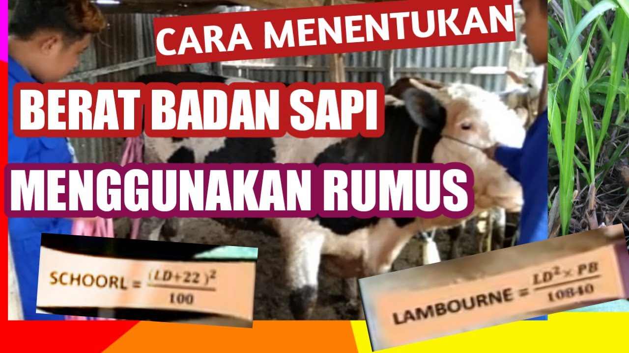 CARA MENENTUKAN BERAT BADAN SAPI MENGGUNAKAN RUMUS - YouTube