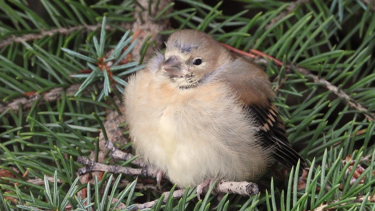Fledgling American Goldfinch Says Hello to the World - YouTube